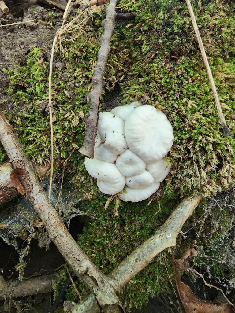 Aborted entoloma from Barrie, ON L4M 4Y8, Canada on October 11, 2022 at ...