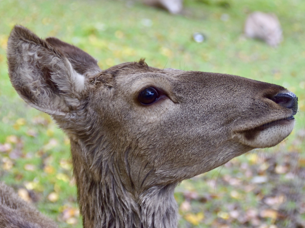 Bactrian Deer (Cervus hanglu yarkandensis) - Know Your Mammals