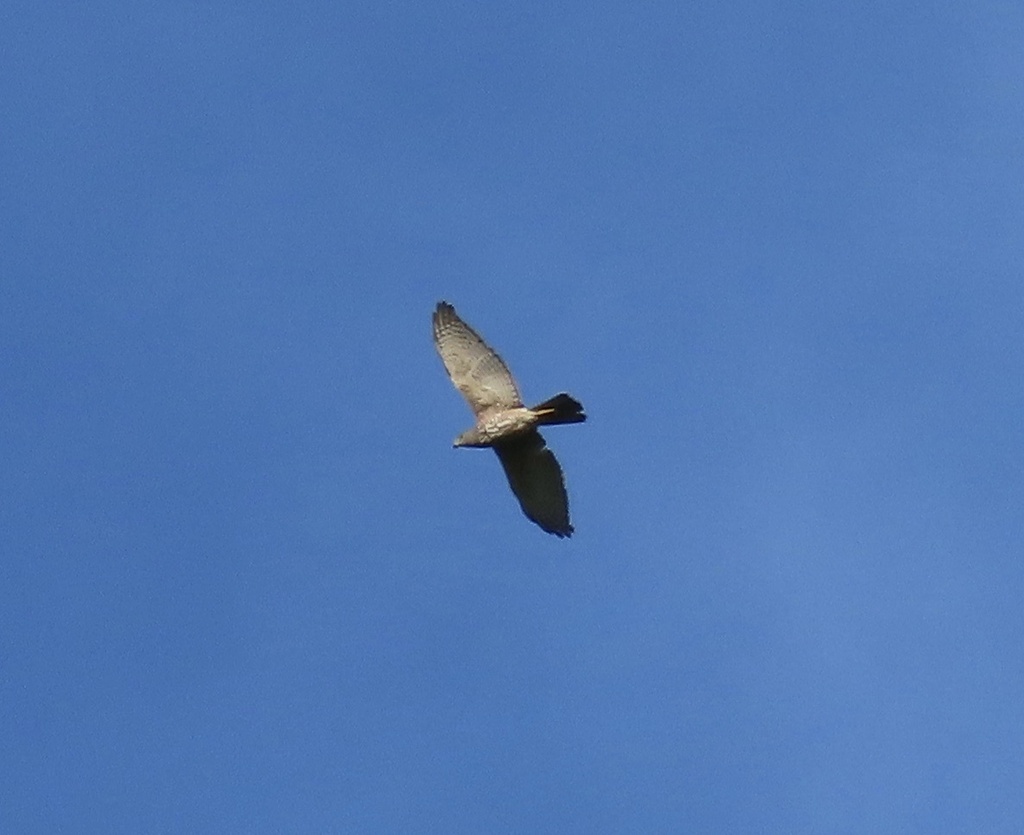 Fiji Goshawk from South Pacifc Ocean on October 13, 2022 at 08:39 AM by ...