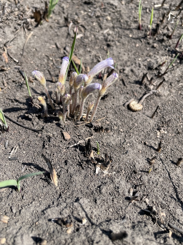 one-flowered cancer-root from Manhattan, KS, US on April 26, 2022 at 03 ...