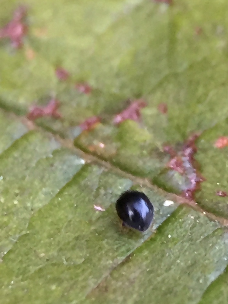 Stethorus pusillus (Herbst, 1797)