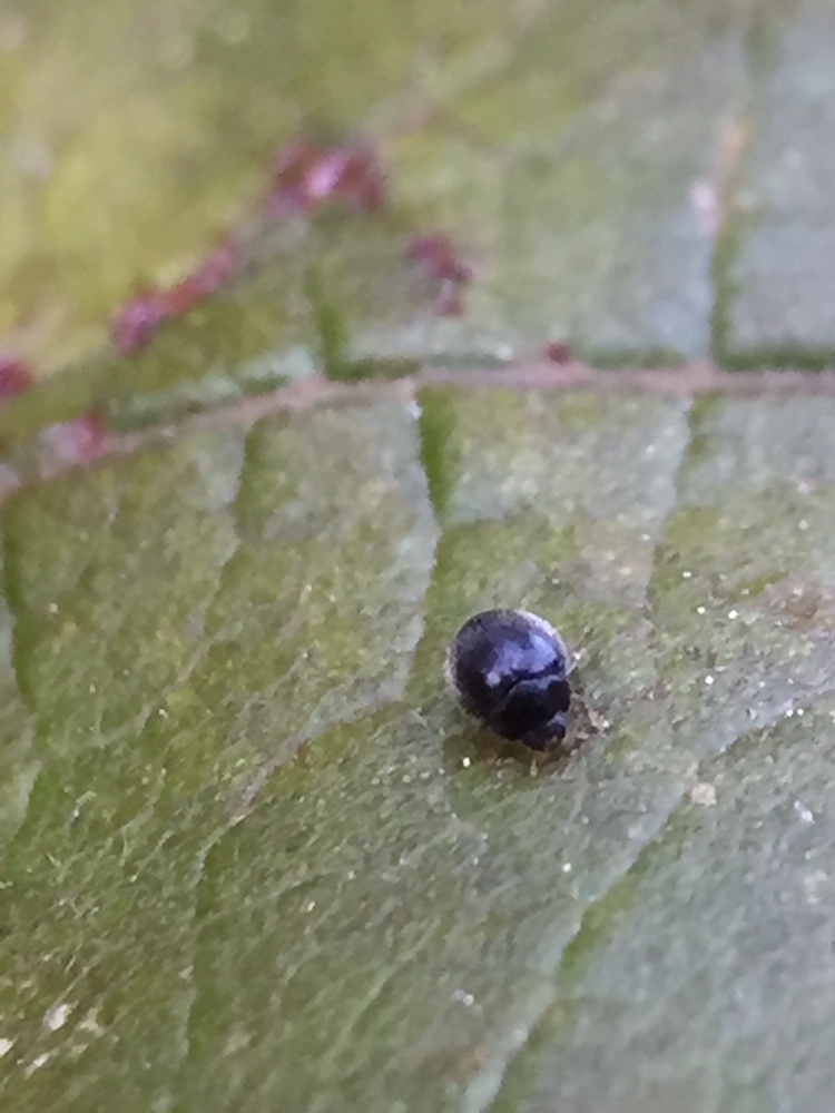 Stethorus pusillus (Herbst, 1797)