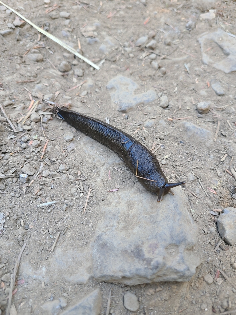 Helicinan Snails and Slugs from Hood River County, US-OR, US on October ...
