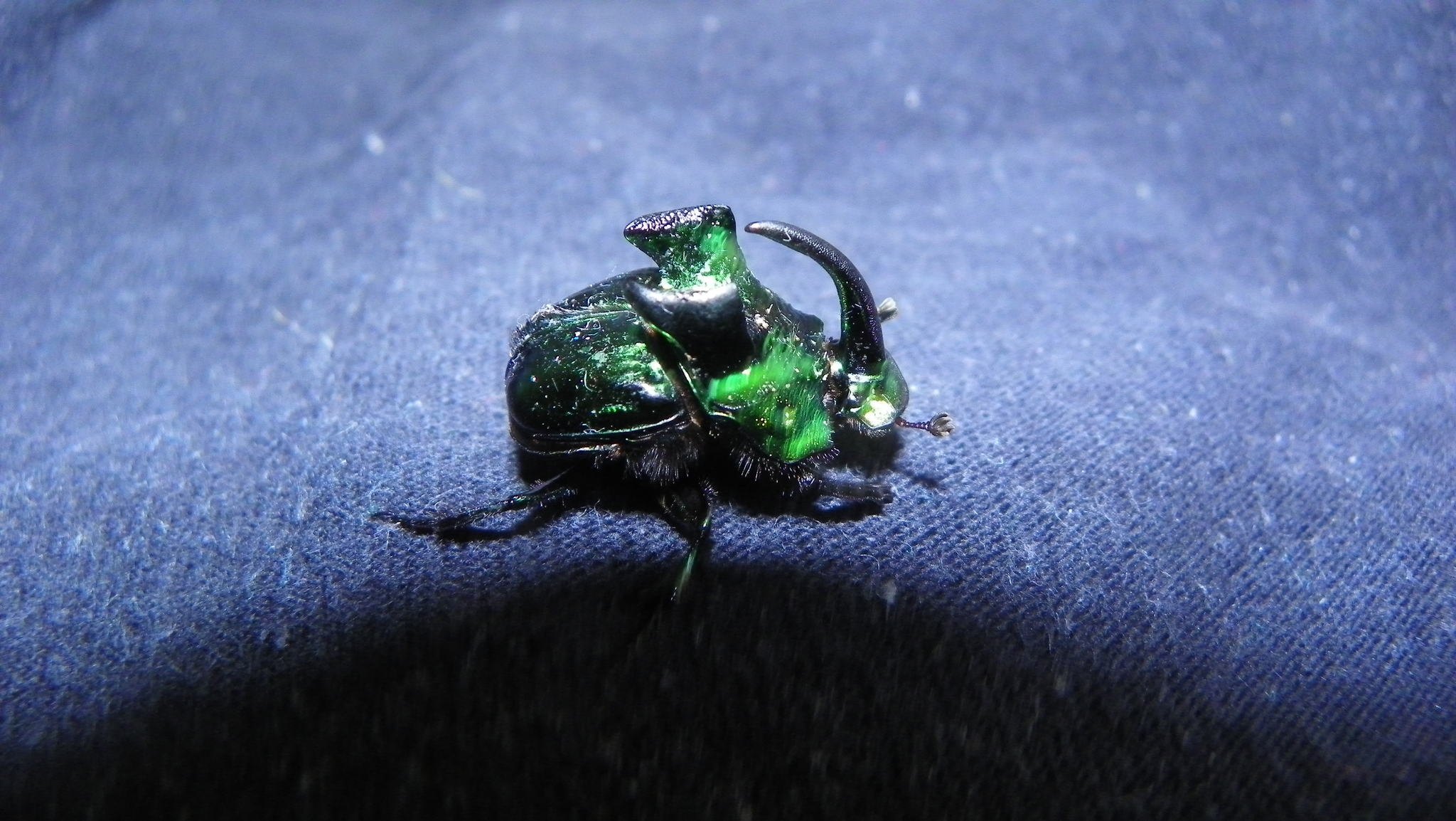 Phanaeus demon Castelnau, 1840