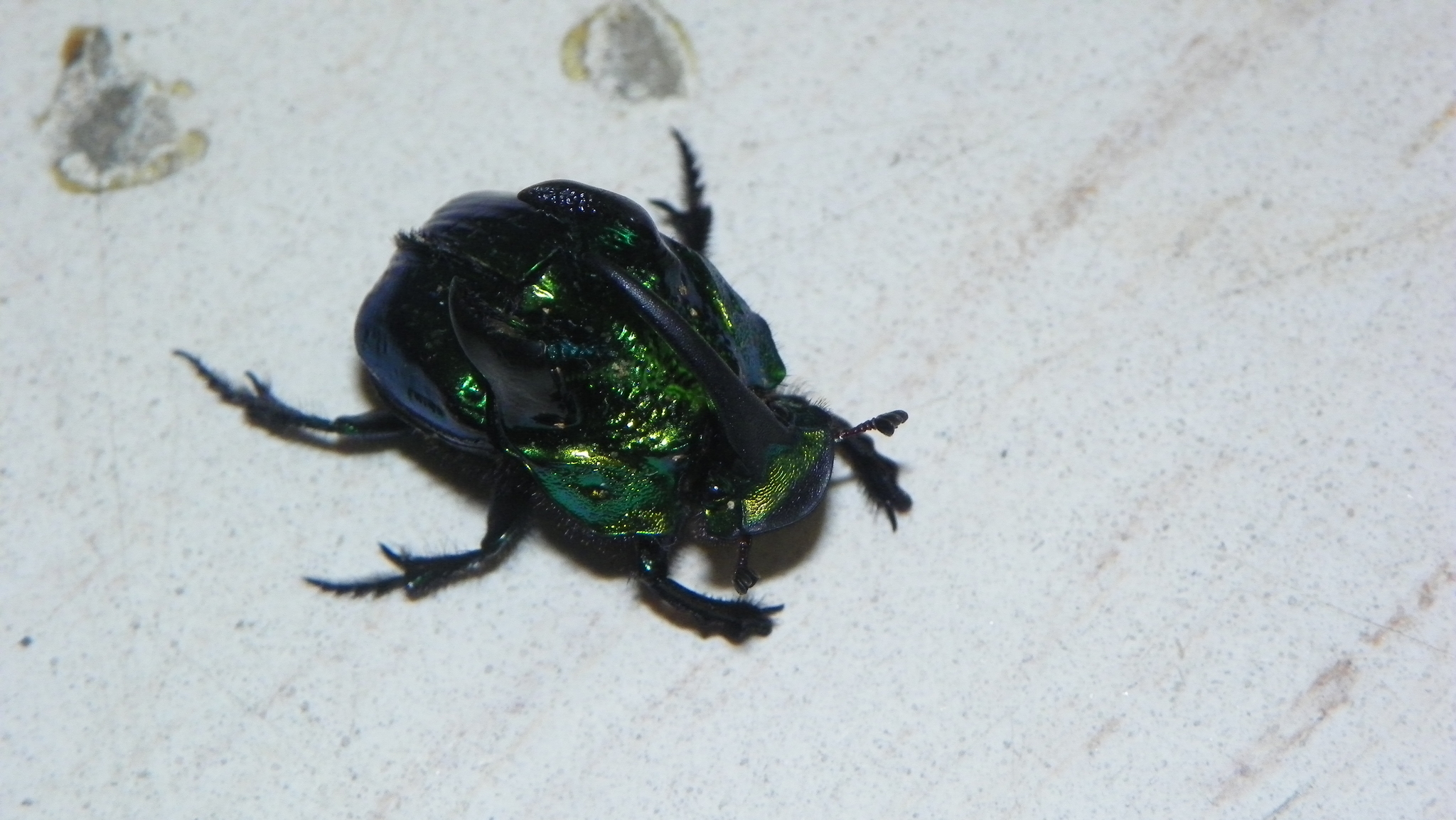 Phanaeus demon Castelnau, 1840