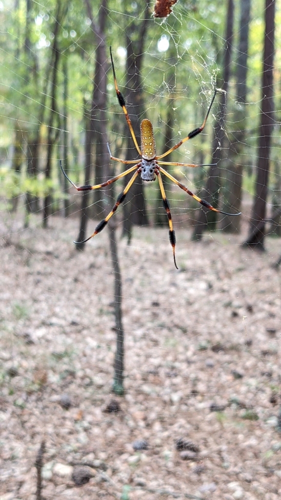 Golden Silk Spider from Columbia, SC 29223, USA on October 12, 2022 at ...
