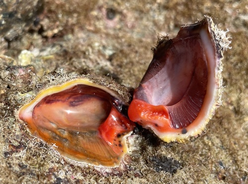 Reflexed Jewel Box (Chama pacifica) · iNaturalist
