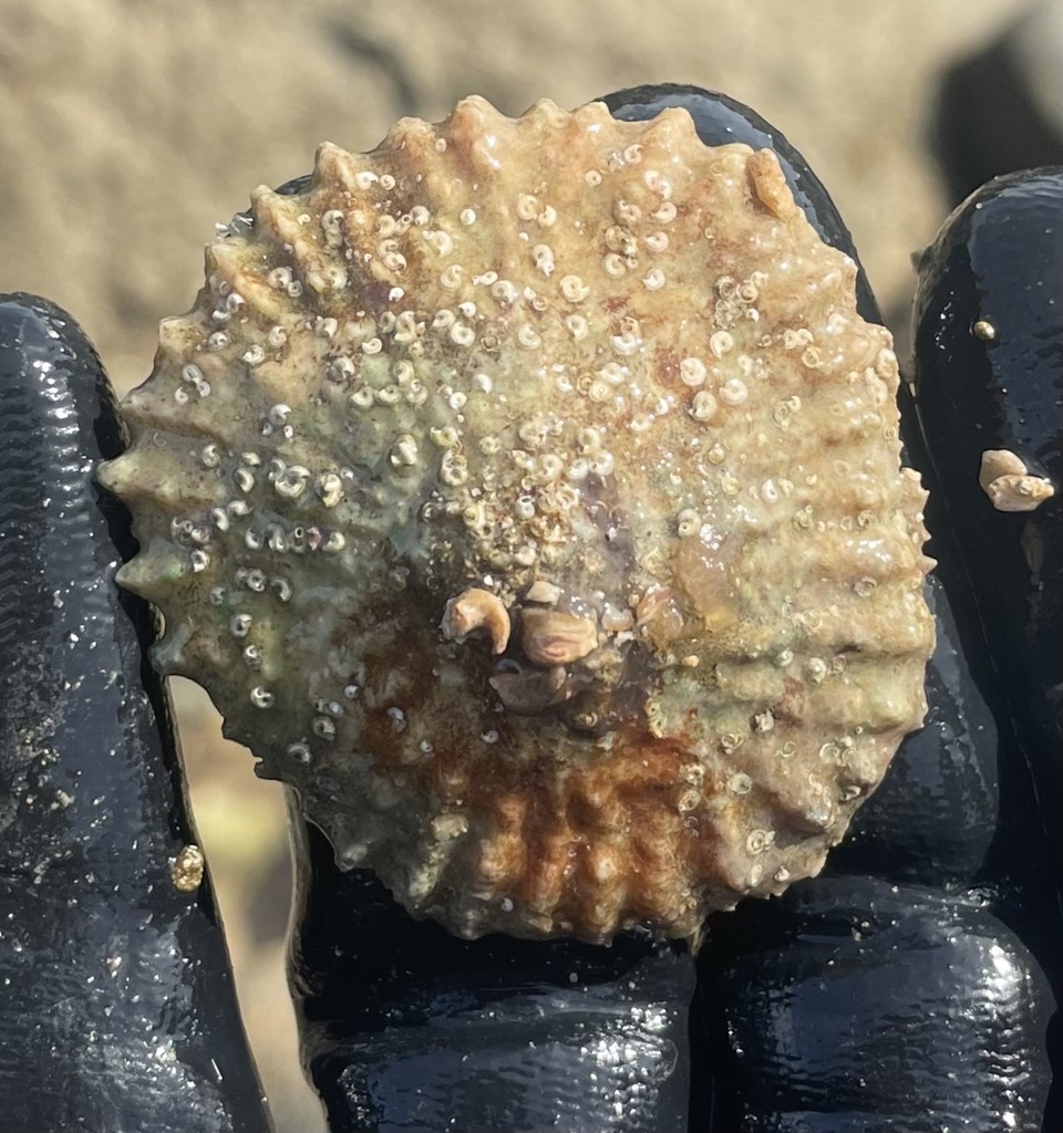 Crucibulum cyclopium from Gulf of Panama, Panamá, PA on October 12 ...