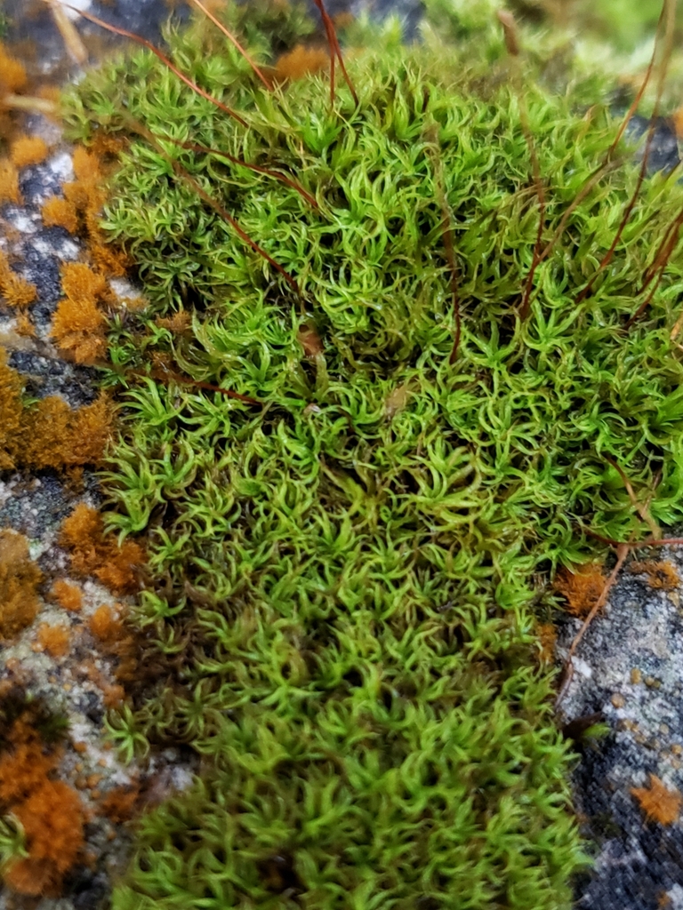Twisted Moss from Miller Lake, ON N0H 1Z0, Canada on October 12, 2022 ...