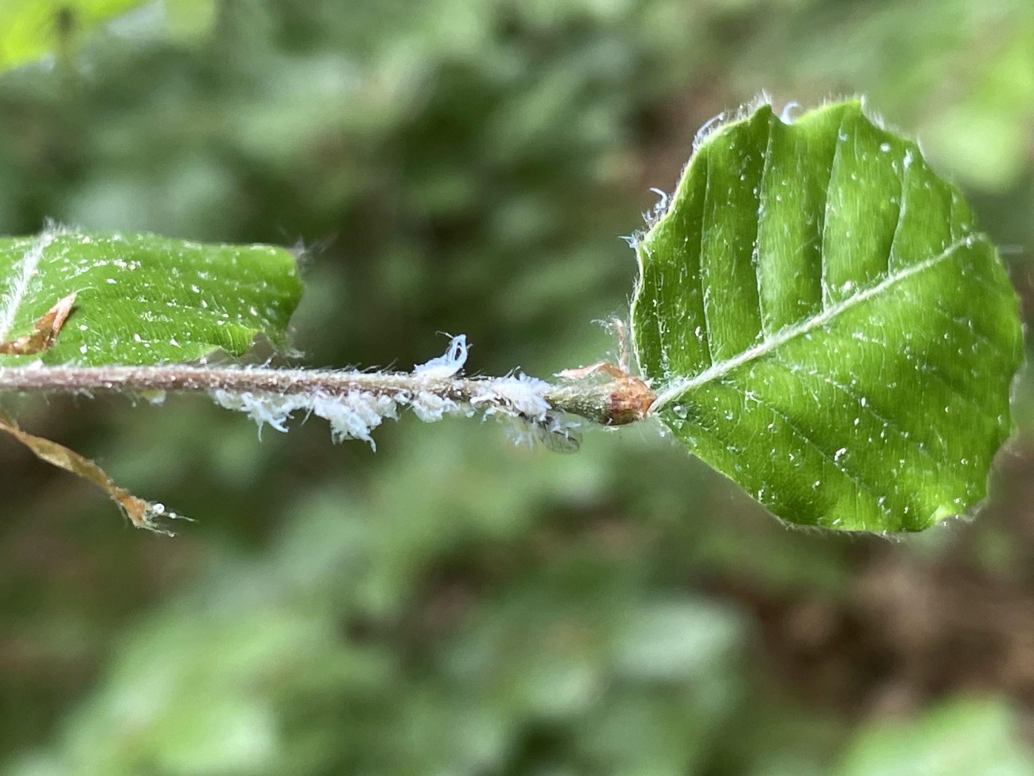 Phyllaphis fagi (Linnaeus, 1761)