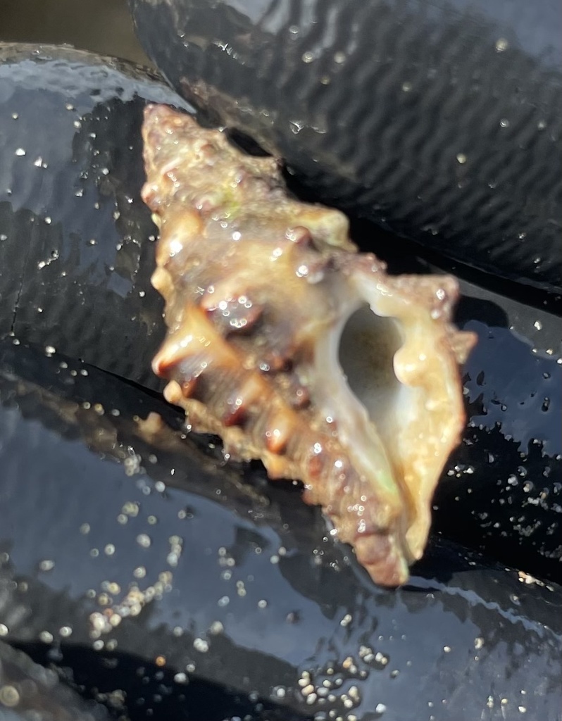 Zetecopsis zeteki from Gulf of Panama, Panamá, PA on October 12, 2022 ...