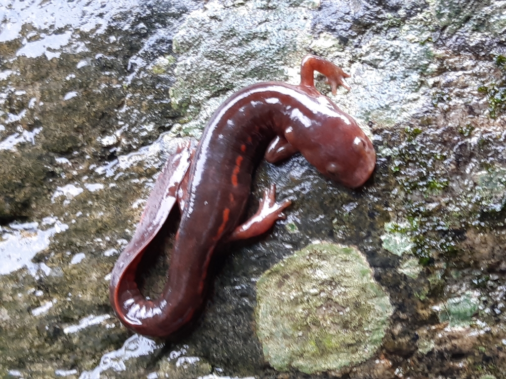 Northeastern Paddle-tailed Newt from Taizhou, CN-ZJ, CN on August 24 ...
