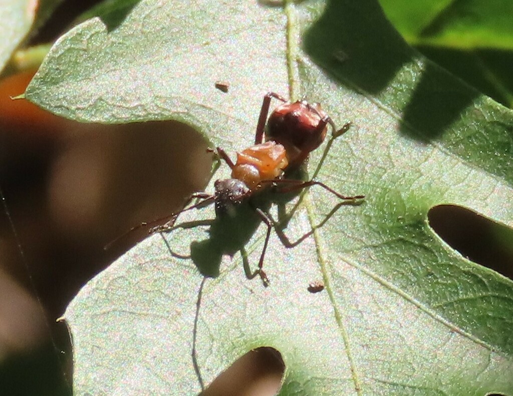 Texas Bow-legged Bug from Seabourne Creek Nature Park on October 12 ...