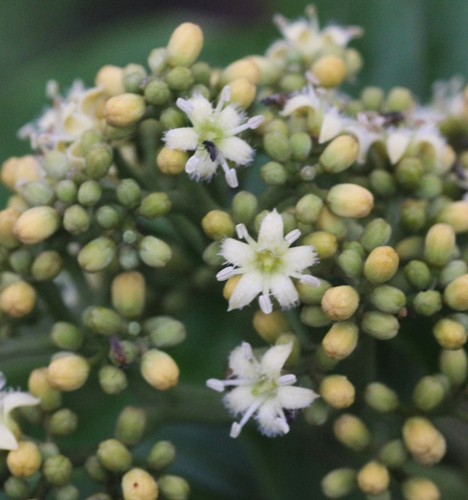 icacina family (Family Icacinaceae) · iNaturalist