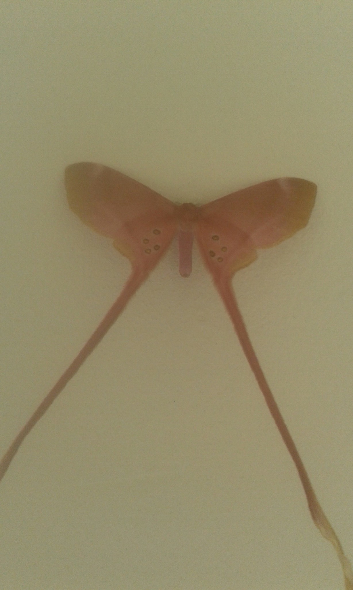 Eudaemonia argus Fabricius, 1781