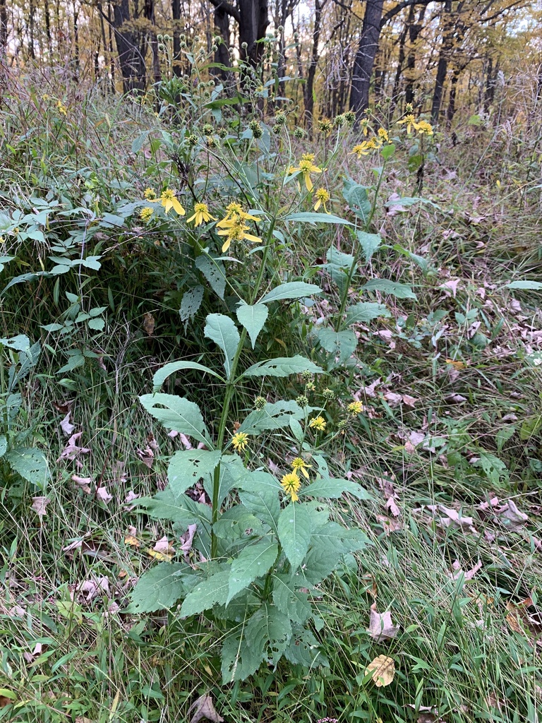 wingstem from New Hope Rd NW, Frostburg, MD, US on October 12, 2022 at ...