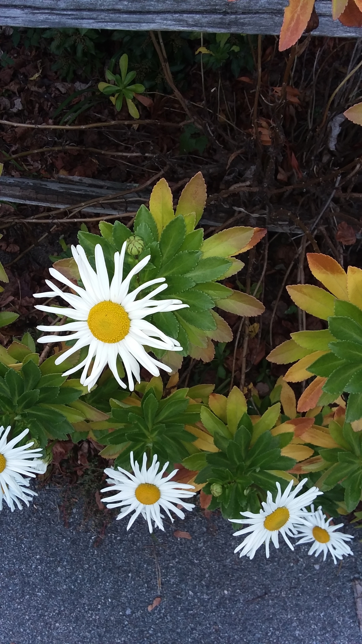 Nipponanthemum nipponicum (Franch. ex Maxim.) Kitam.