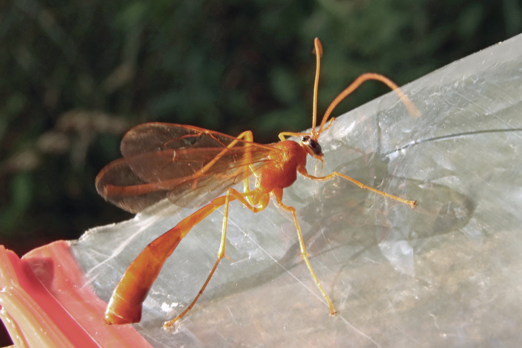 Enicospilus purgatus in July 2020 by Jane Tatlock. The photo was taken ...