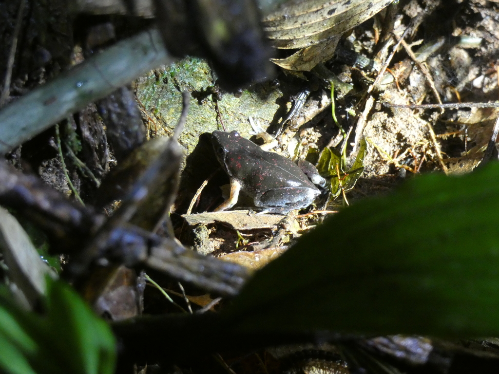 Bassler's Humming Frog from Ecuador on September 05, 2022 at 11:00 PM ...
