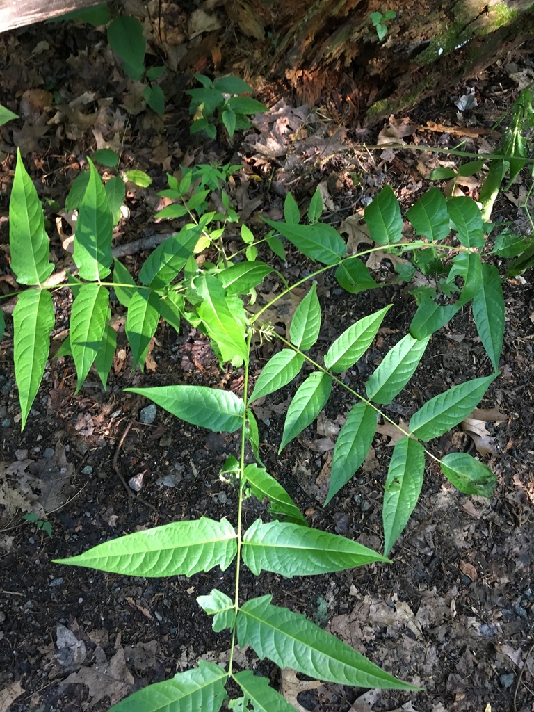 Tree of heaven (Invasive Plants of Houston (WiP)) · iNaturalist