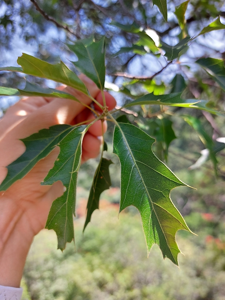 Chisos Red Oak from San Pedro Garza García, MX-NL, MX on October 12 ...