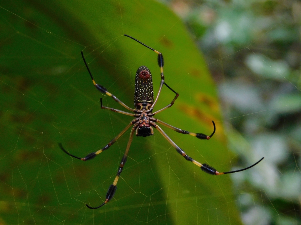 Golden Silk Spider from 8CFQ+7X7, Los Dolores, Guatemala on October 4 ...