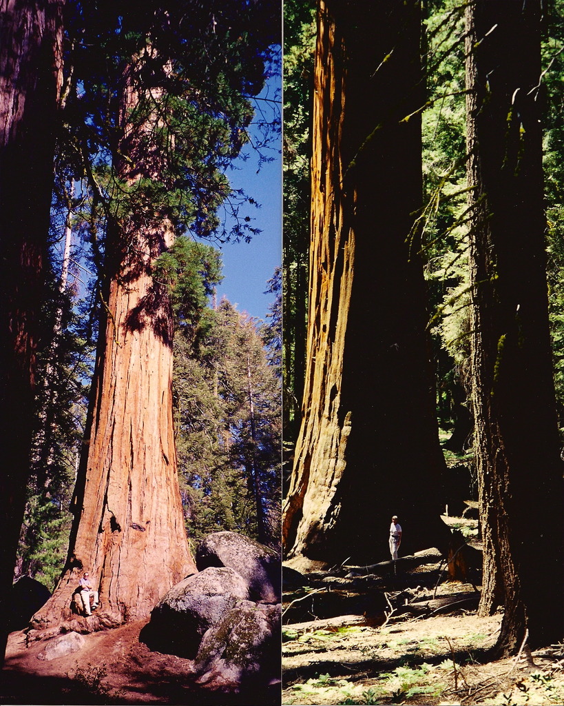 giant sequoia from Sequoia National Park, CA on September 10, 2000 by ...