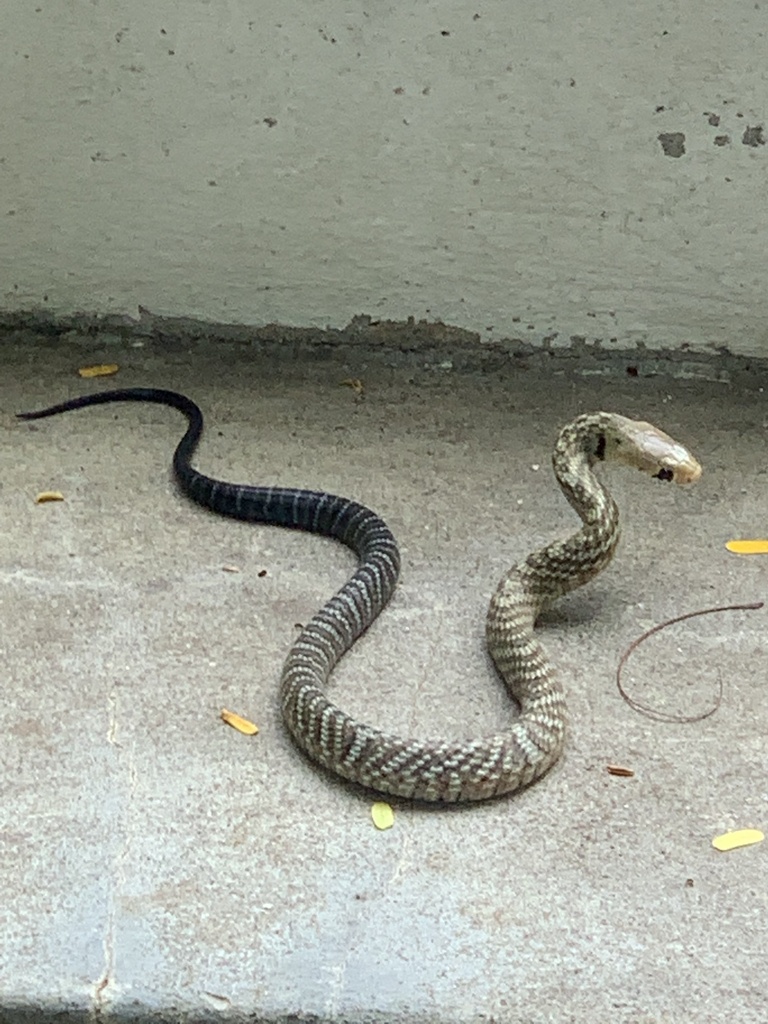 Black-tailed Indigo Snake from La Trinidad, La Mesa, Cundinamarca, CO ...