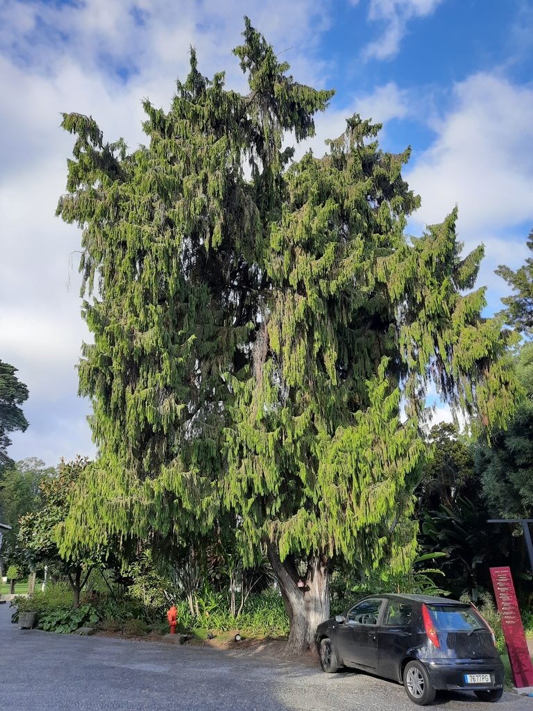 Chinese weeping cypress from Quinta Magnólia S, 9000 Funchal, Portugal ...