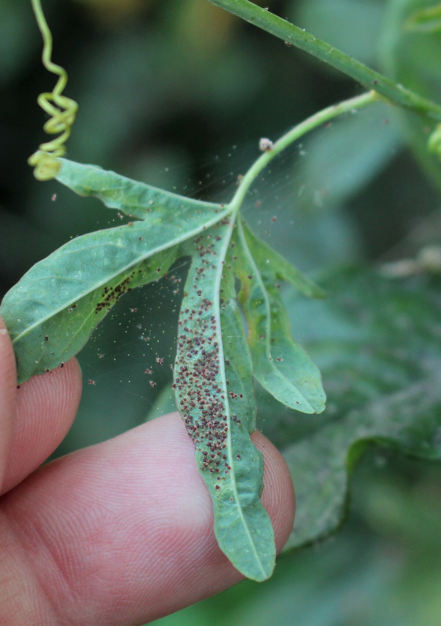 Tetranychus urticae Koch, 1836