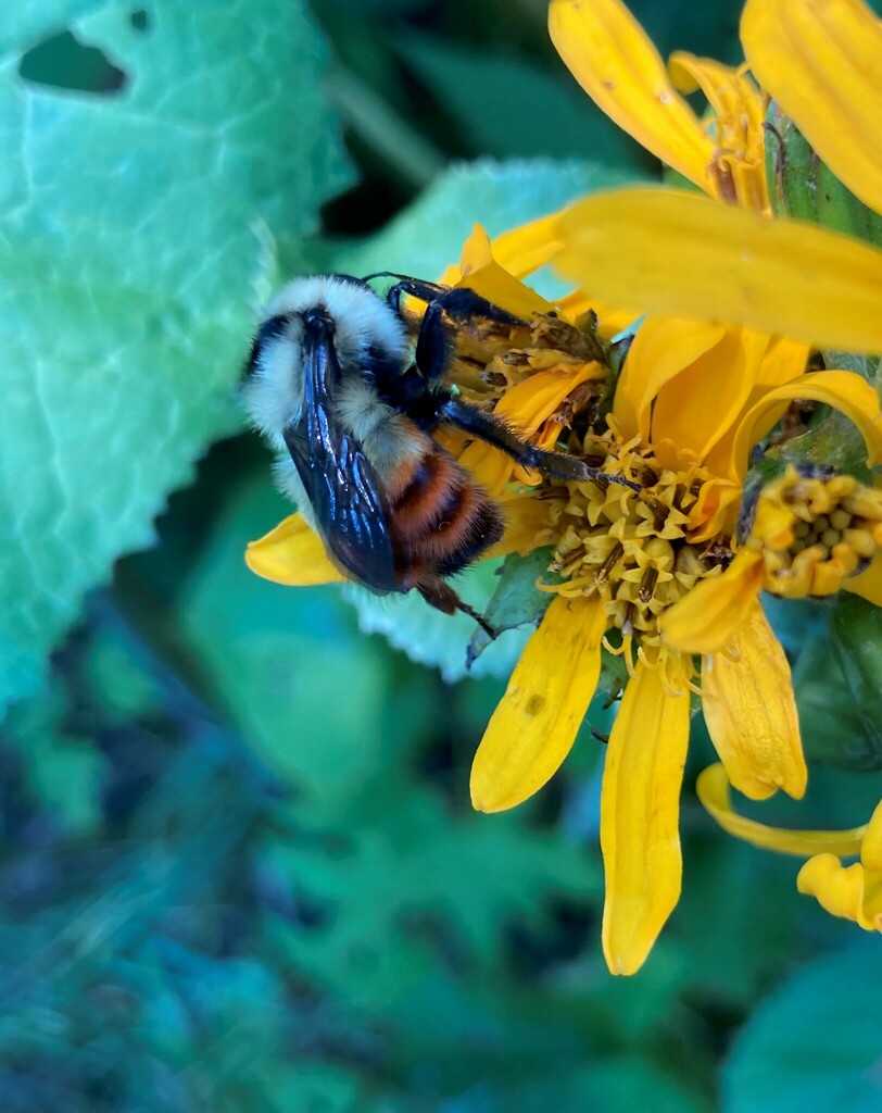 Bumble Bees from Douglasdale, Calgary, AB T2Z, Canada on September 01 ...