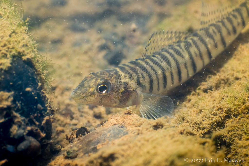 Common Logperch (Percina caprodes) - Marine Life Identification
