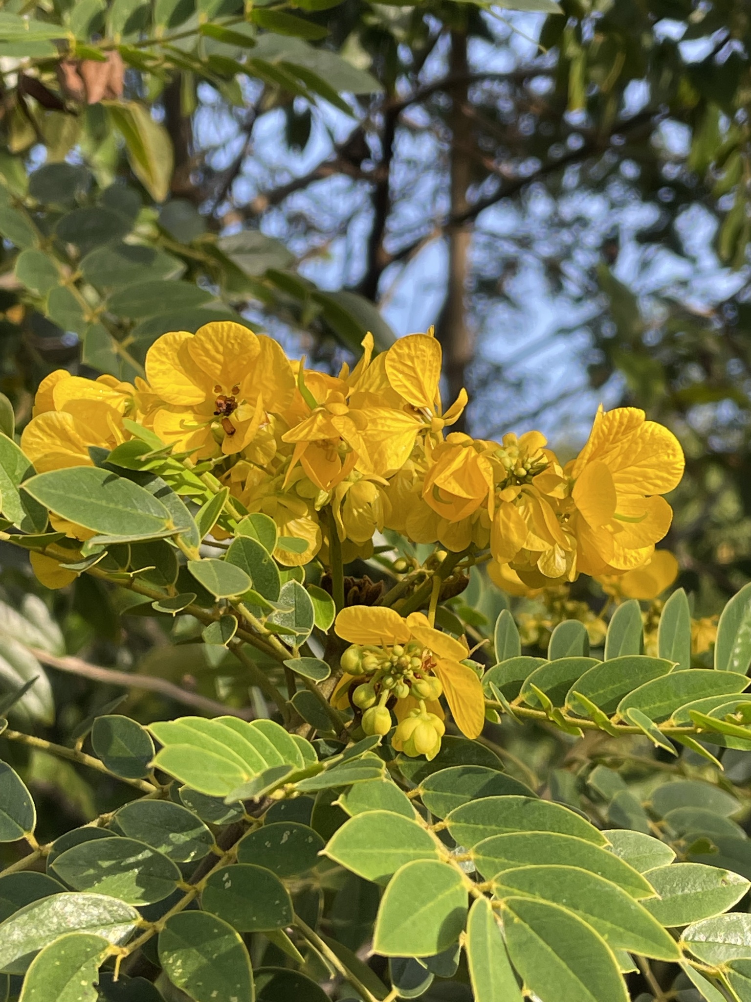 Senna spectabilis (DC.) H.S.Irwin & Barneby