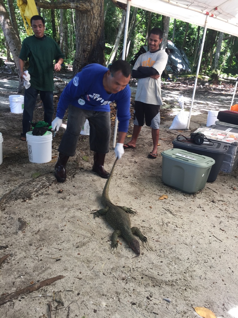 Bennett's Long-tailed Monitor from Koror, Palau on November 9, 2016 at ...