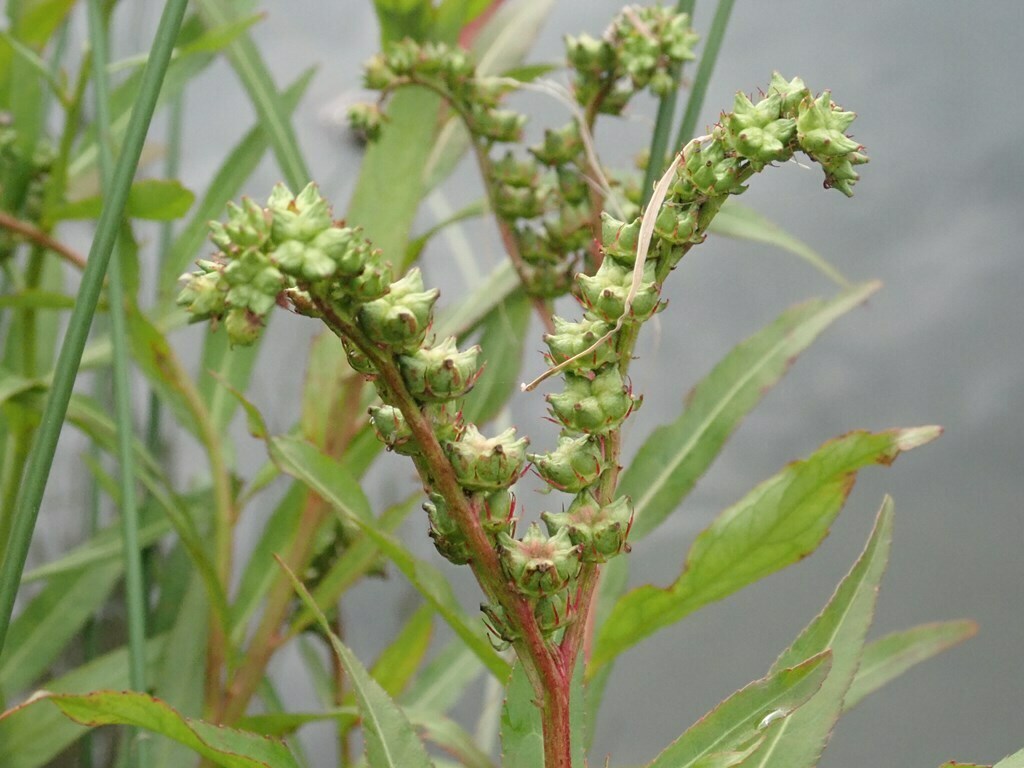 (Penthorum chinense) - Botanical Realm