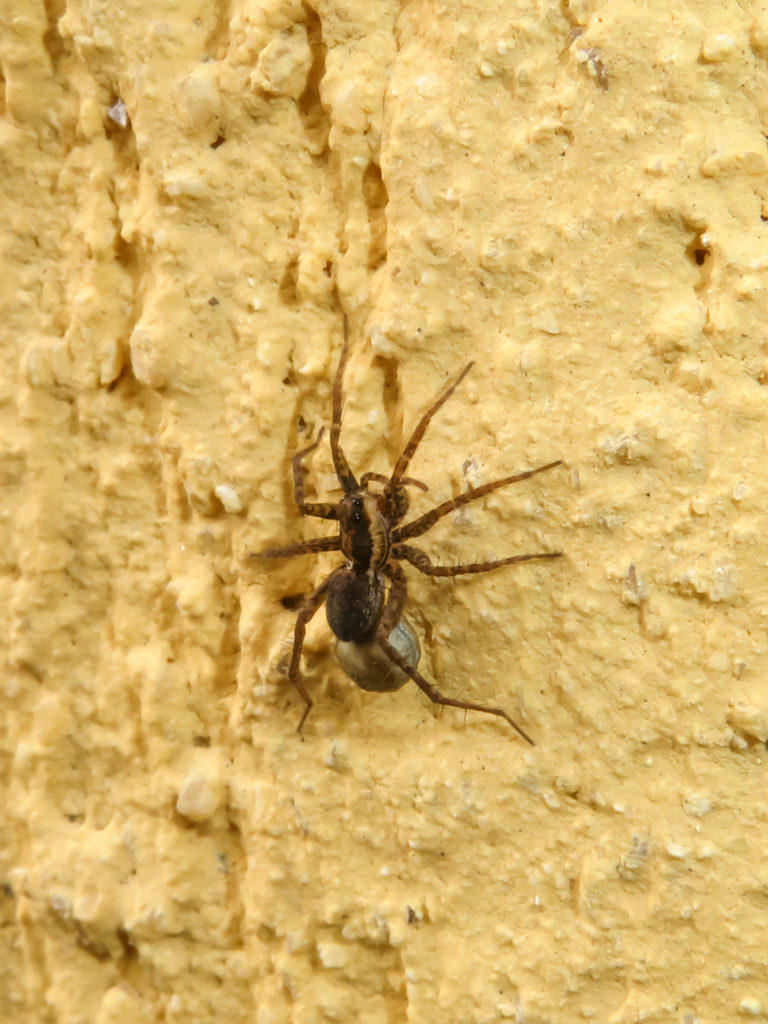 Thin-legged Wolf Spiders from Villa Nova, Suba, Bogotá, Bogota ...