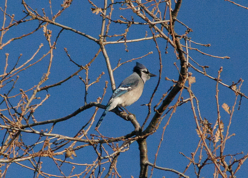 Blue Jay from Stanley Ave, Chico, CA 95928, USA on December 30, 2011 by ...