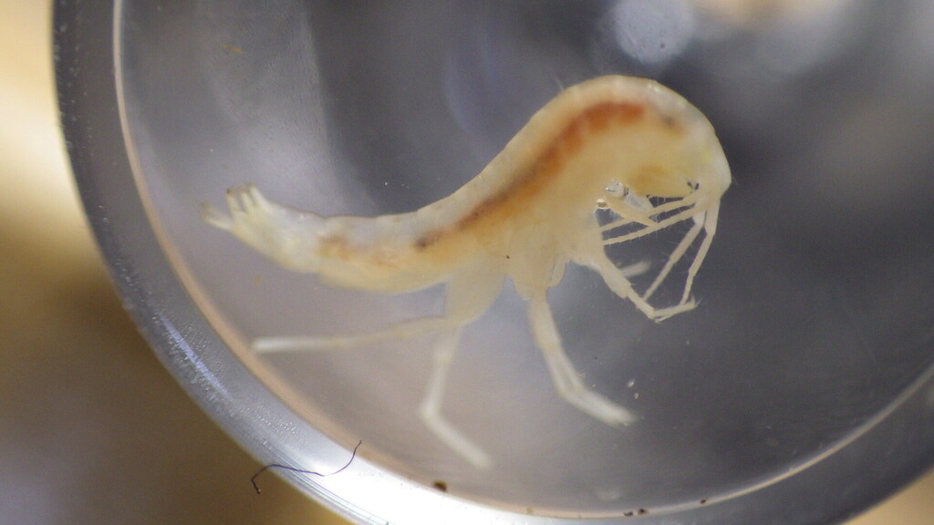 Stygobromus from Bucks County, PA, USA on October 12, 2022 at 11:05 PM ...