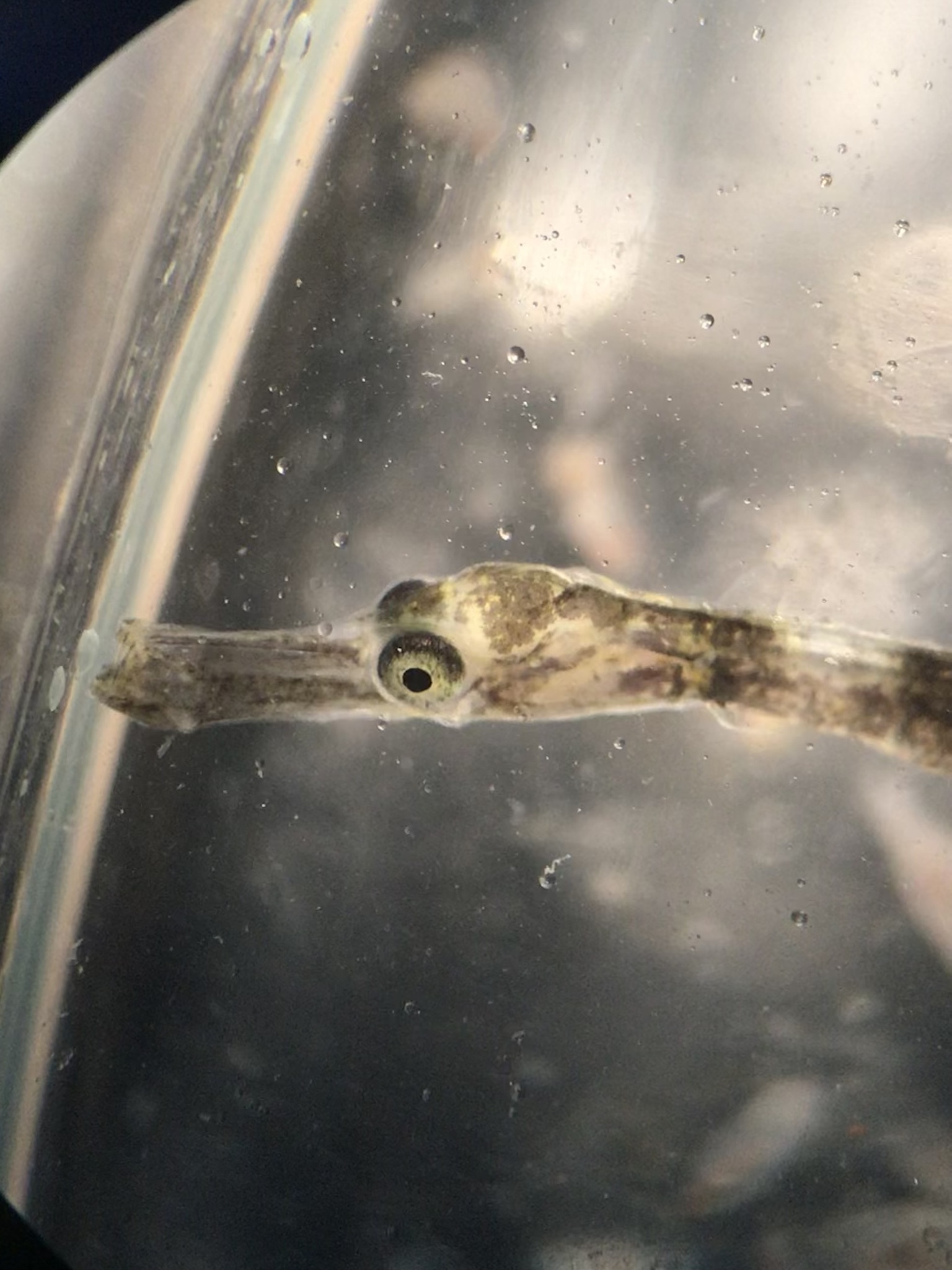 Leptonotus blainvilleanus (Eydoux & Gervais, 1837)