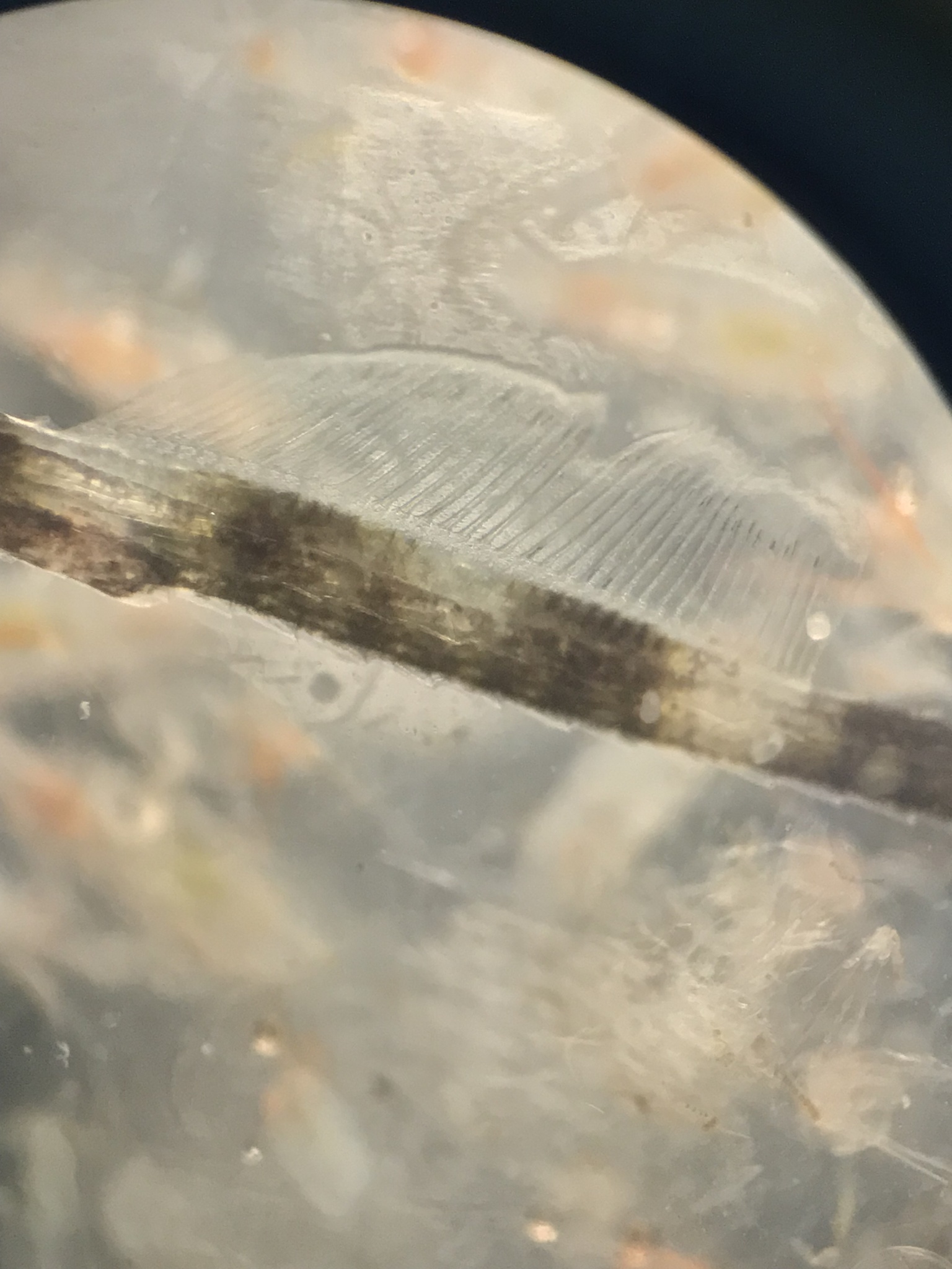 Leptonotus blainvilleanus (Eydoux & Gervais, 1837)