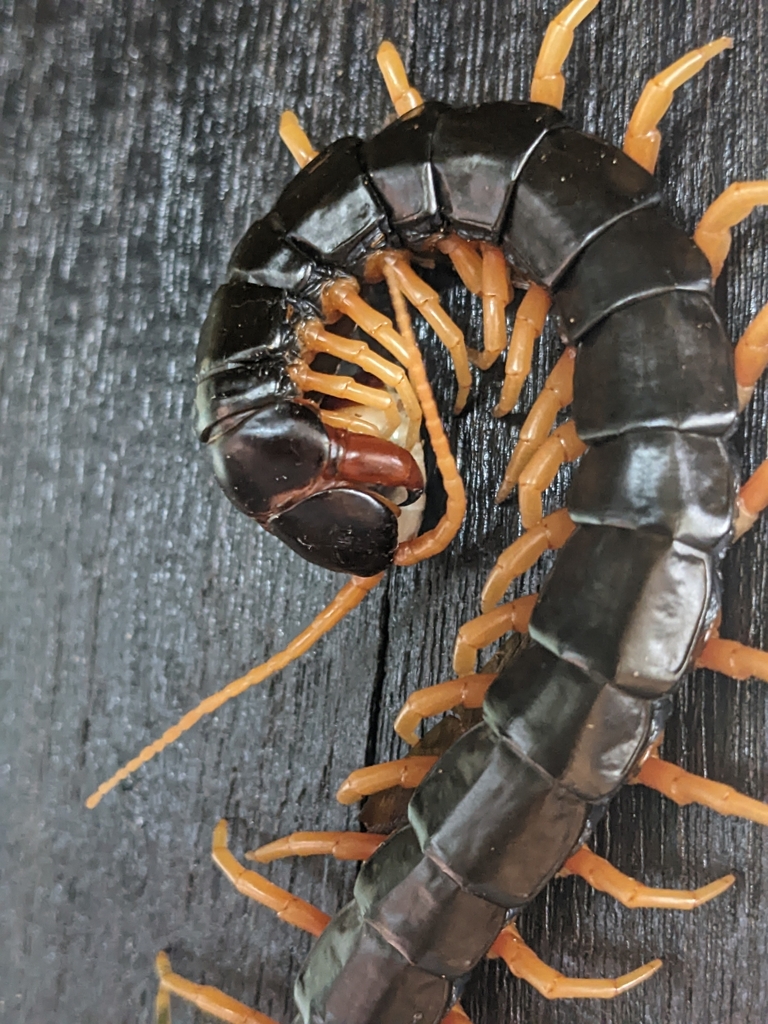 Chinese Red-headed Centipede from 946台灣屏東縣恆春鎮墾丁里 on October 11, 2022 at ...