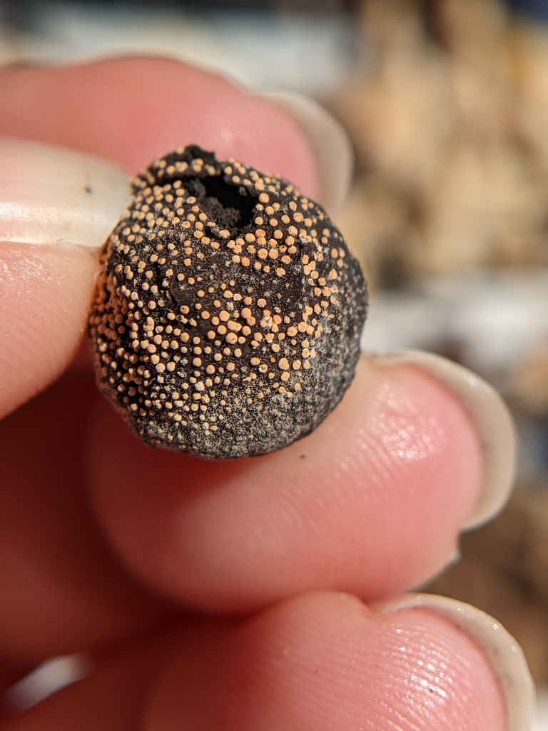 Acrostalagmus luteoalbus from Johnson County, US-IA, US on October 08 ...