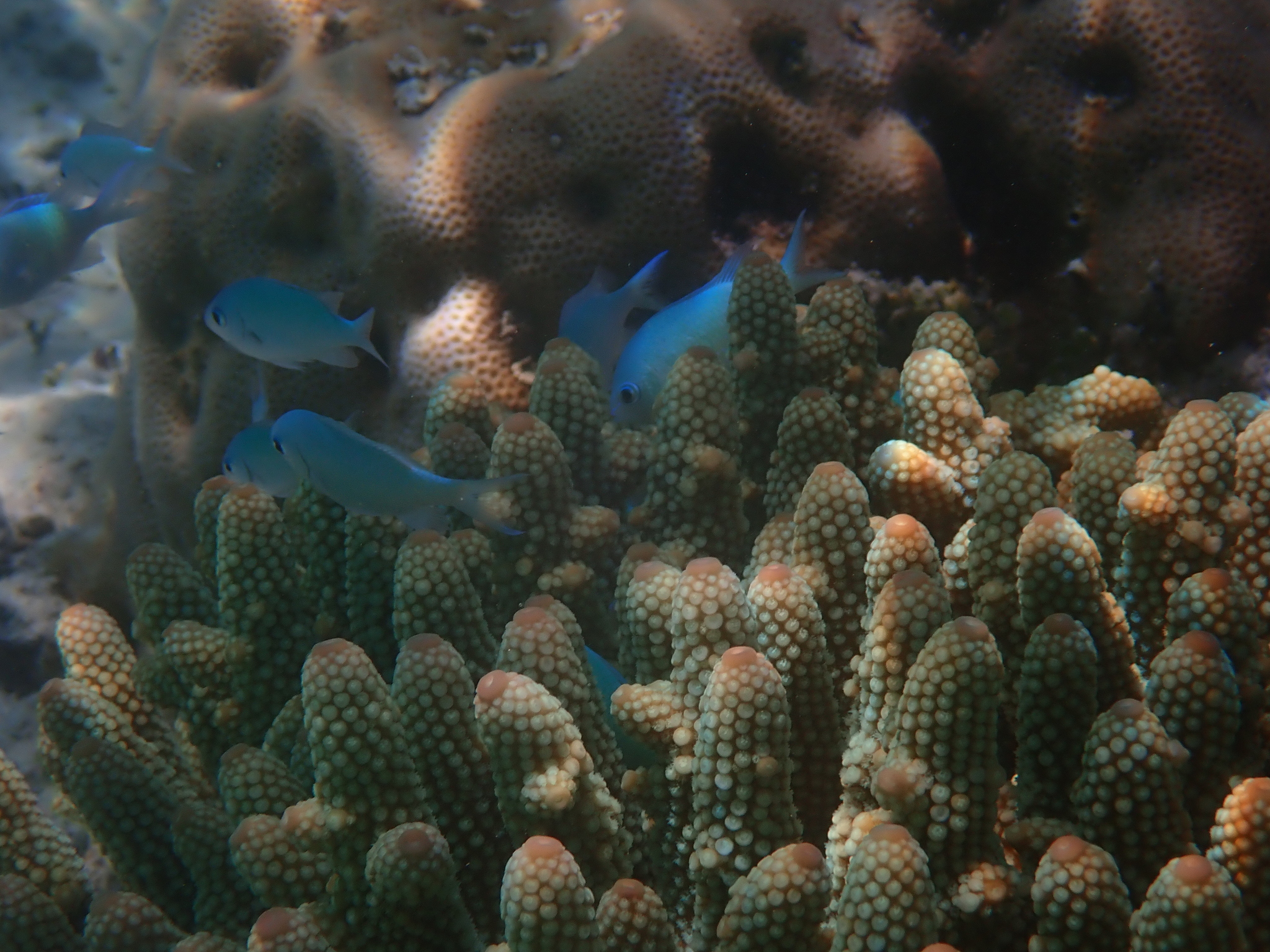 Acropora humilis (Dana, 1846)