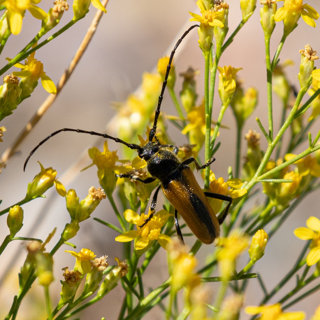 Crossidius pulchellus from Big Bend National Park, Brewster, Texas ...