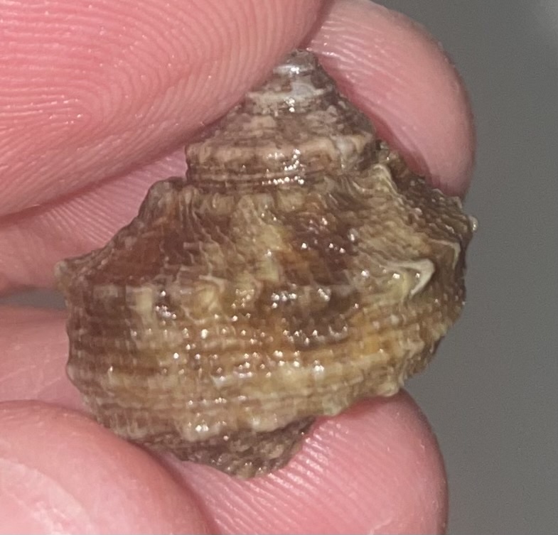 Turbo saxosus W.Wood, 1828