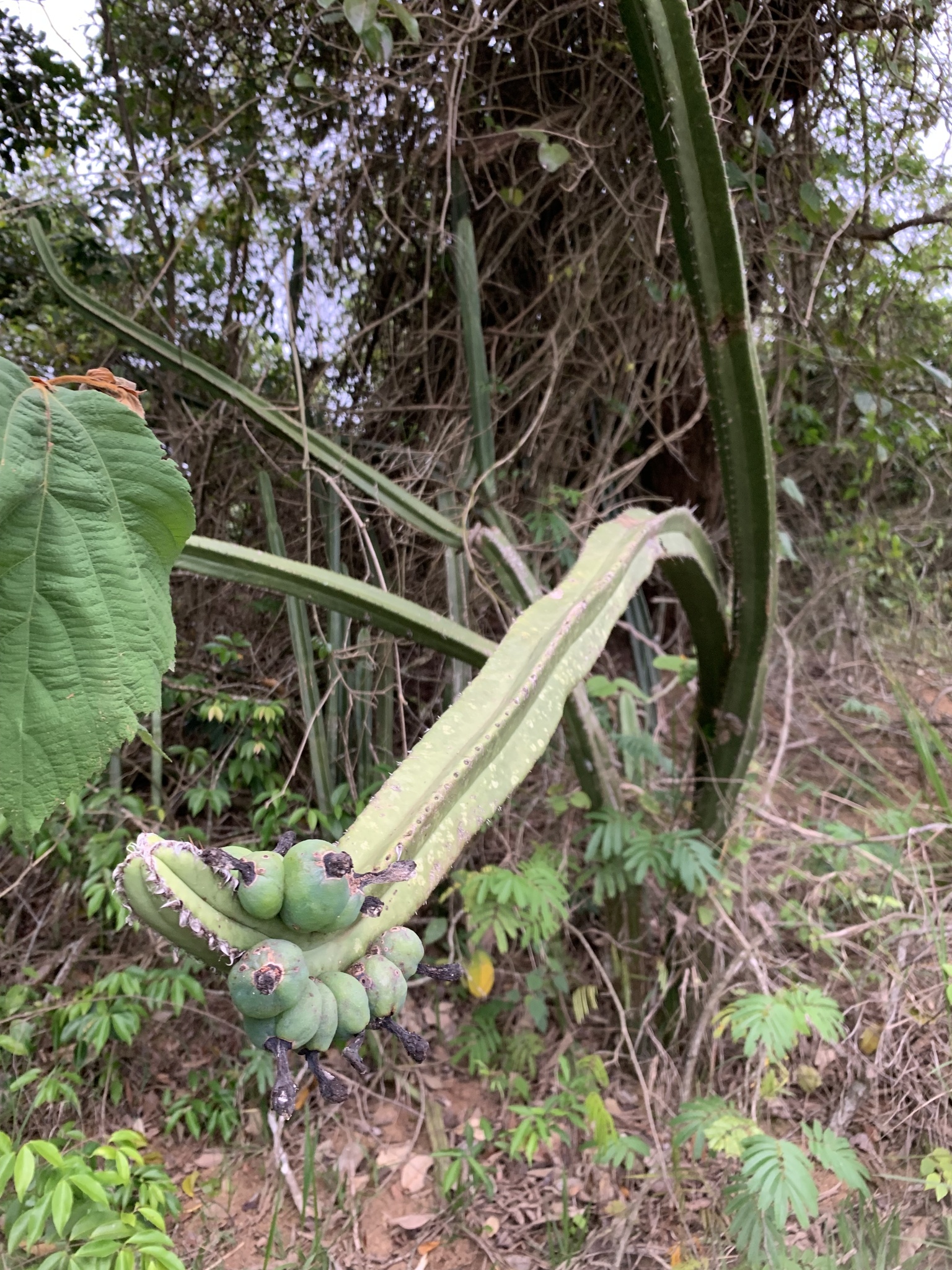 Pilosocereus brasiliensis (Britton & Rose) Backeb.