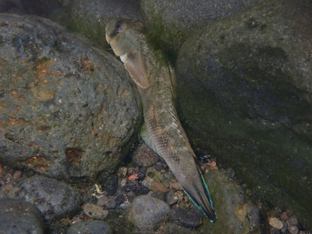Sicyopterus from Îles du Vent, PF on September 23, 2022 at 09:58 AM by ...