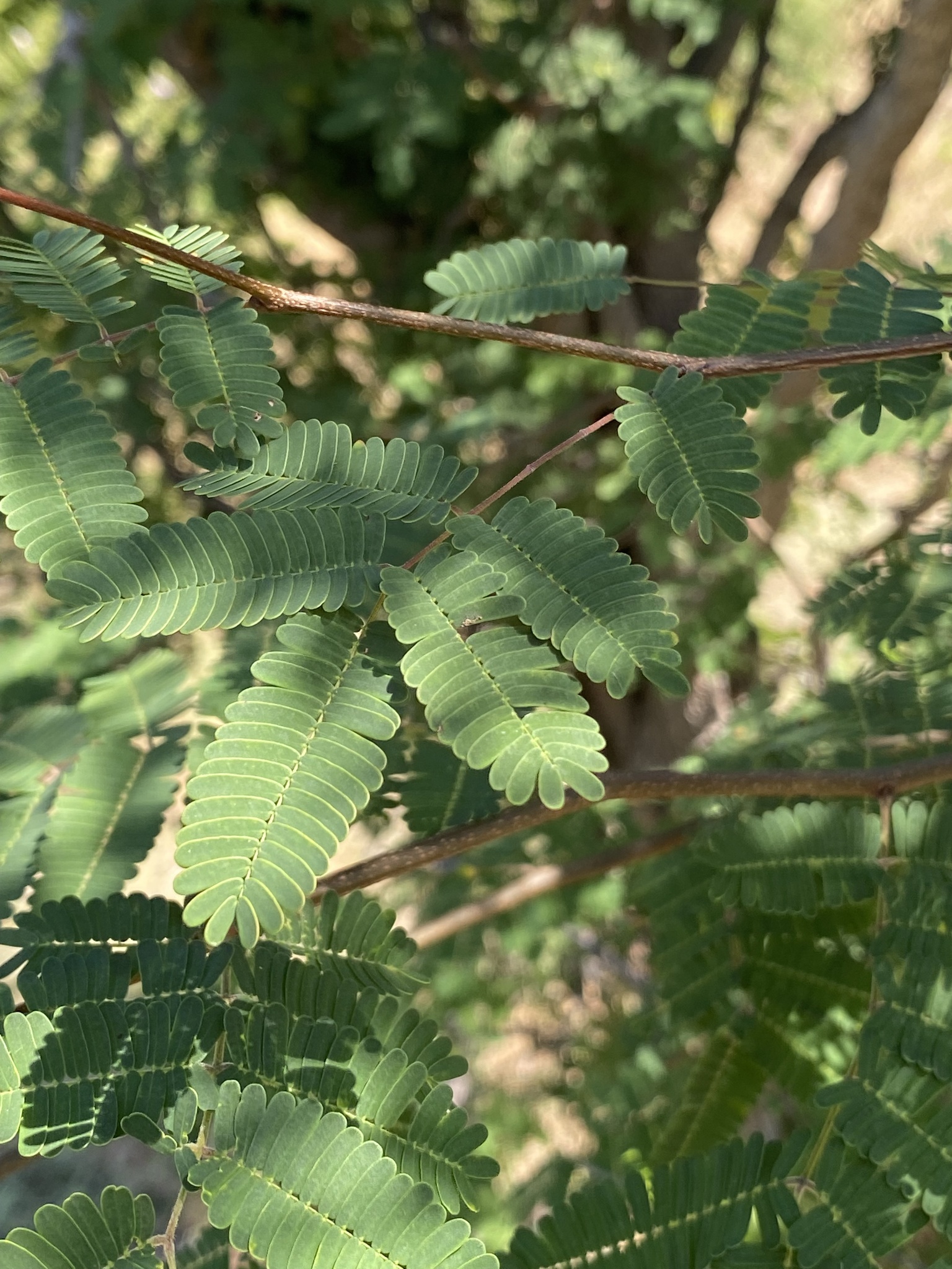 Libidibia coriaria (Jacq.) Schltdl.