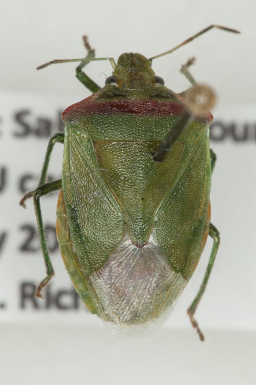 Red-shouldered Stink Bug from University, Salt Lake City, UT, USA on ...