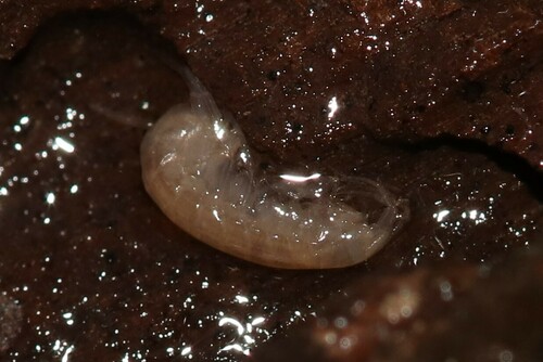 Potomac Groundwater Amphipod (Subspecies Stygobromus tenuis potomacus ...